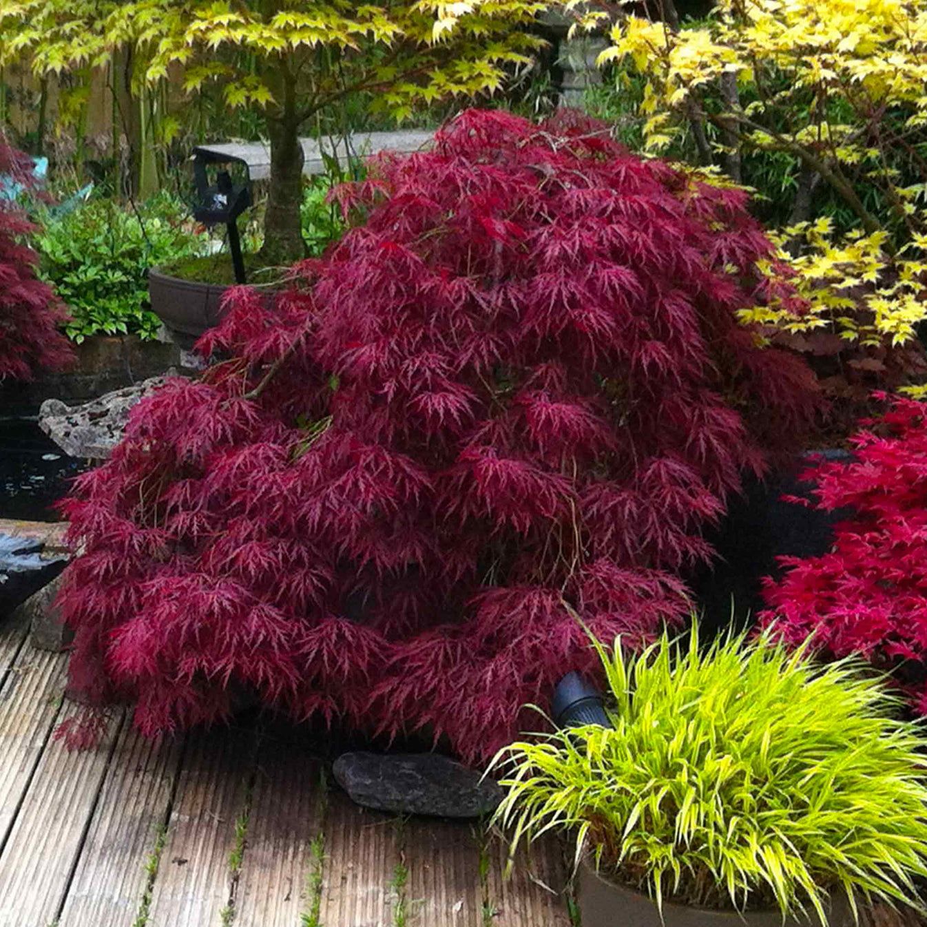 Red Dragon Japanese Maple Tree | The Sill
