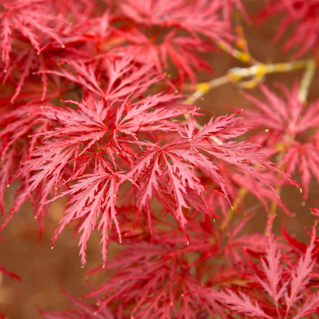 Red Dragon Japanese Maple Tree | The Sill