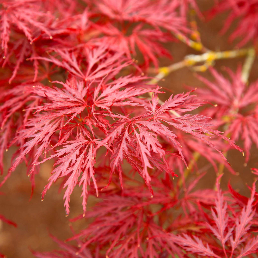 Red Dragon Japanese Maple Tree | The Sill