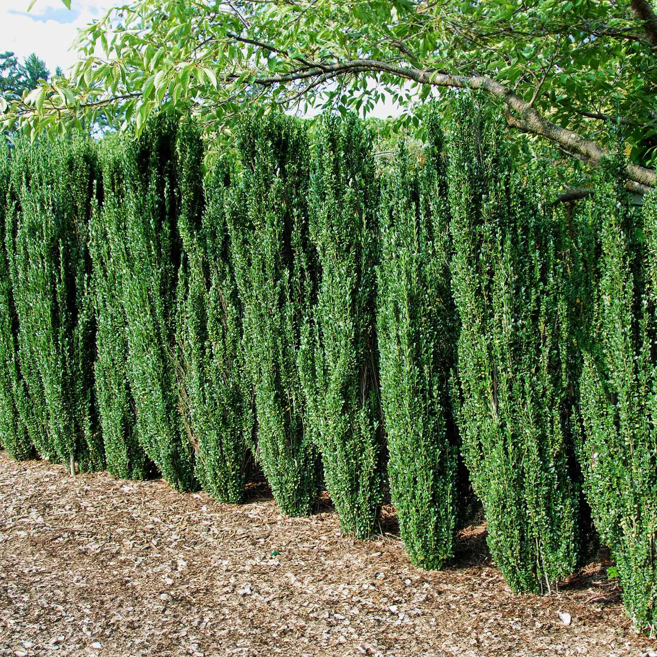 Sky Pencil Holly | The Sill