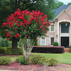 Scarlet Colorama™ Crapemyrtle | The Sill