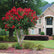 Scarlet Colorama™ Crapemyrtle | The Sill
