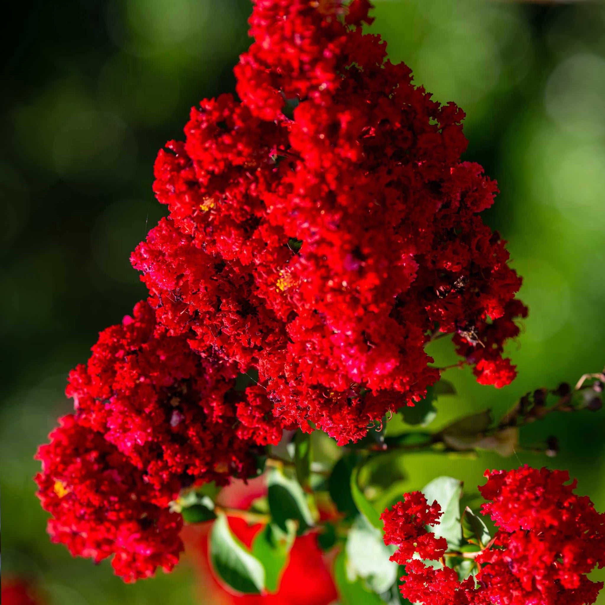 Scarlet Colorama™ Crapemyrtle | The Sill