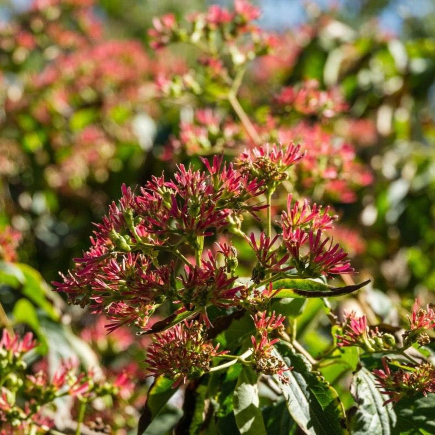 Temple of Bloom® Seven-Son Flower | The Sill