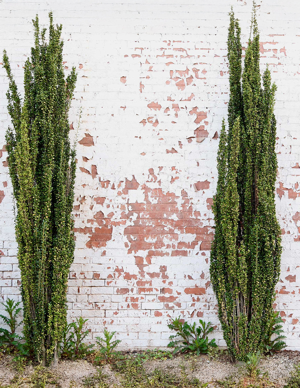 Sky Pencil Holly | The Sill