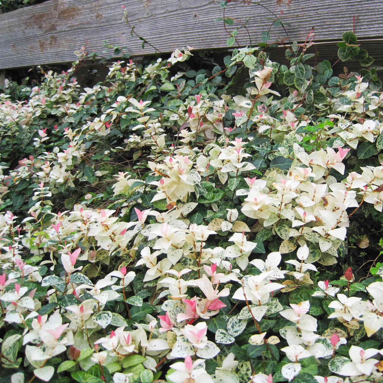 Snow-N-Summer™ Asiatic Jasmine | The Sill