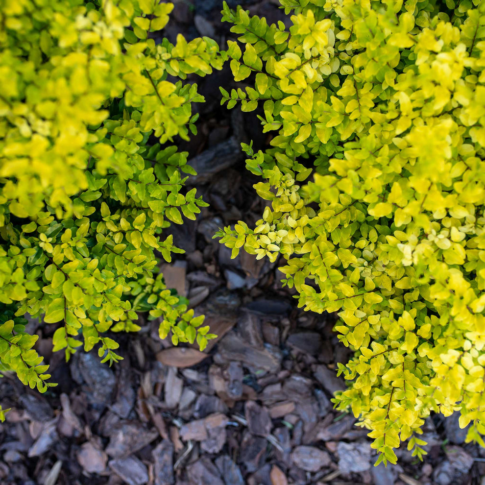 Sunshine Ligustrum | The Sill