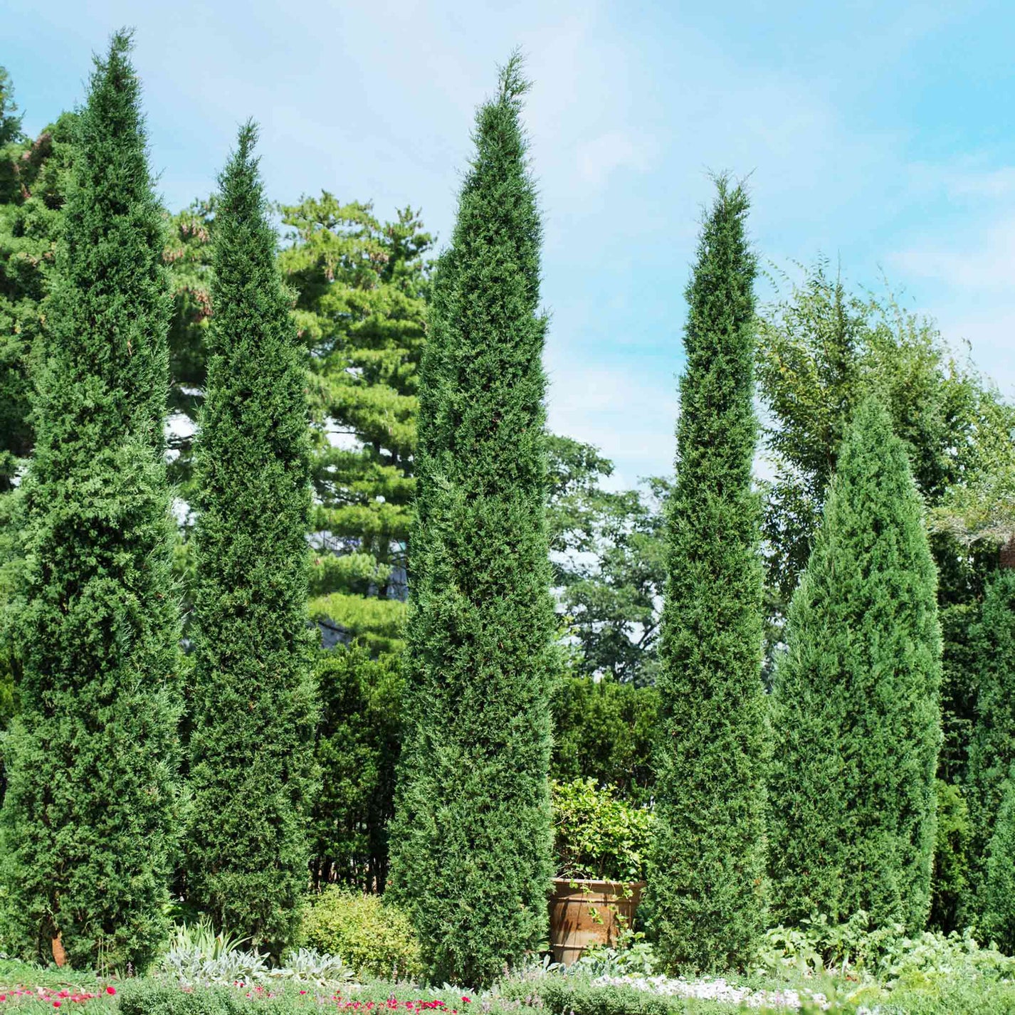 Taylor Juniper | The Sill