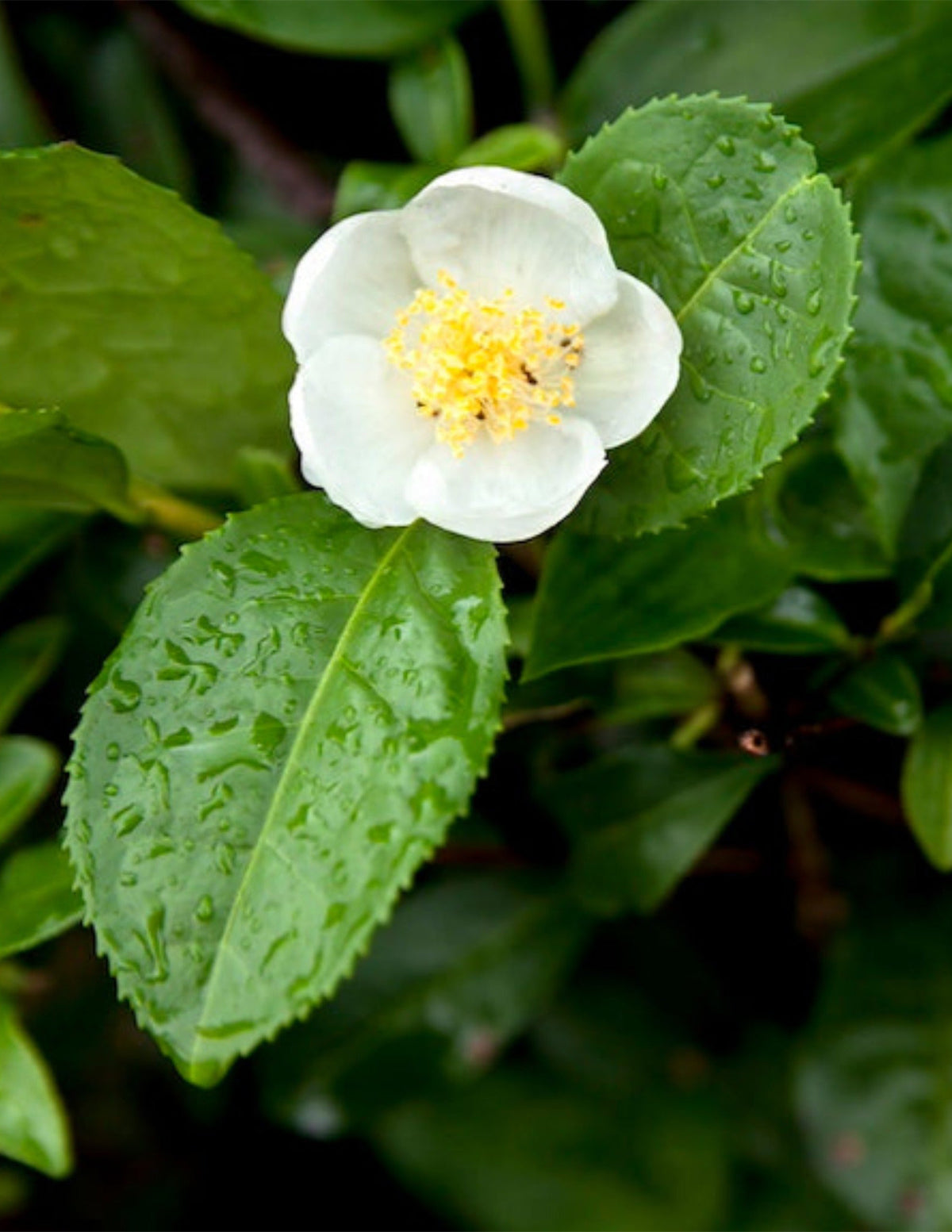 Tea Plant (Camellia sinensis) | The Sill