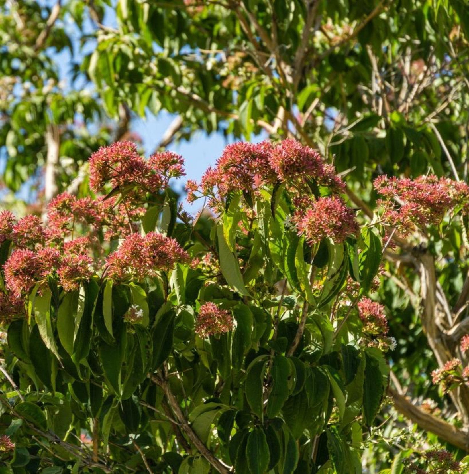 Temple of Bloom® Seven-Son Flower | The Sill