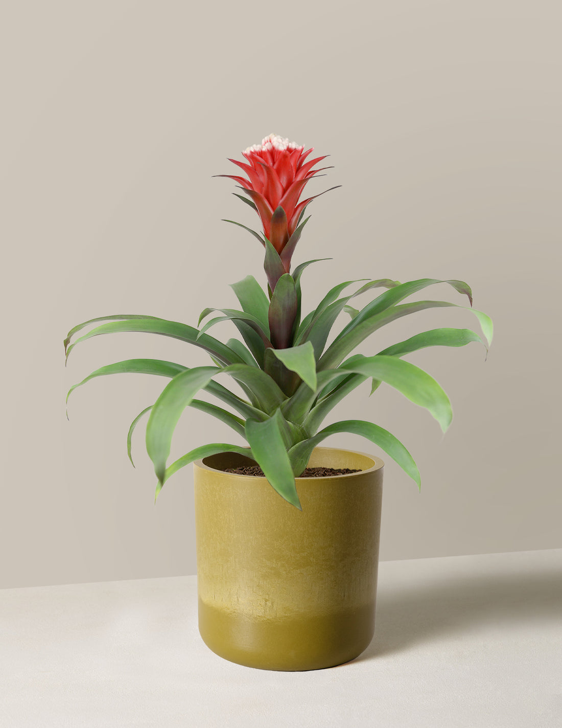 Bromeliad Guzmania Hope Red | Indoor Flowering House Plant Gifts | The Sill
