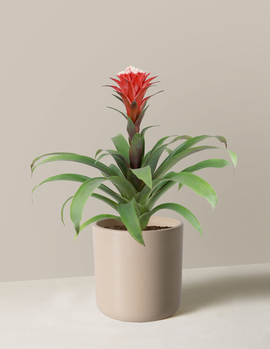 Bromeliad Guzmania Hope Red | Indoor Flowering House Plant Gifts | The Sill