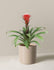 Bromeliad Guzmania Hope Red | Indoor Flowering House Plant Gifts | The Sill