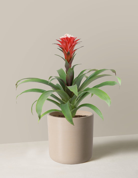 Bromeliad Guzmania Hope Red | Indoor Flowering House Plant Gifts | The Sill