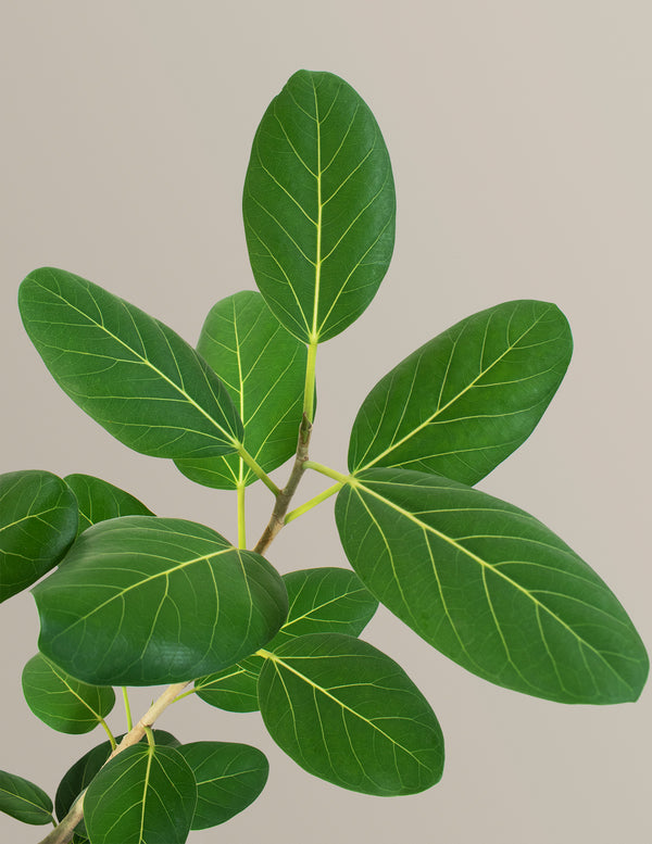 Large Ficus Audrey Tree | Indoor Plants and Houseplants for Delivery ...