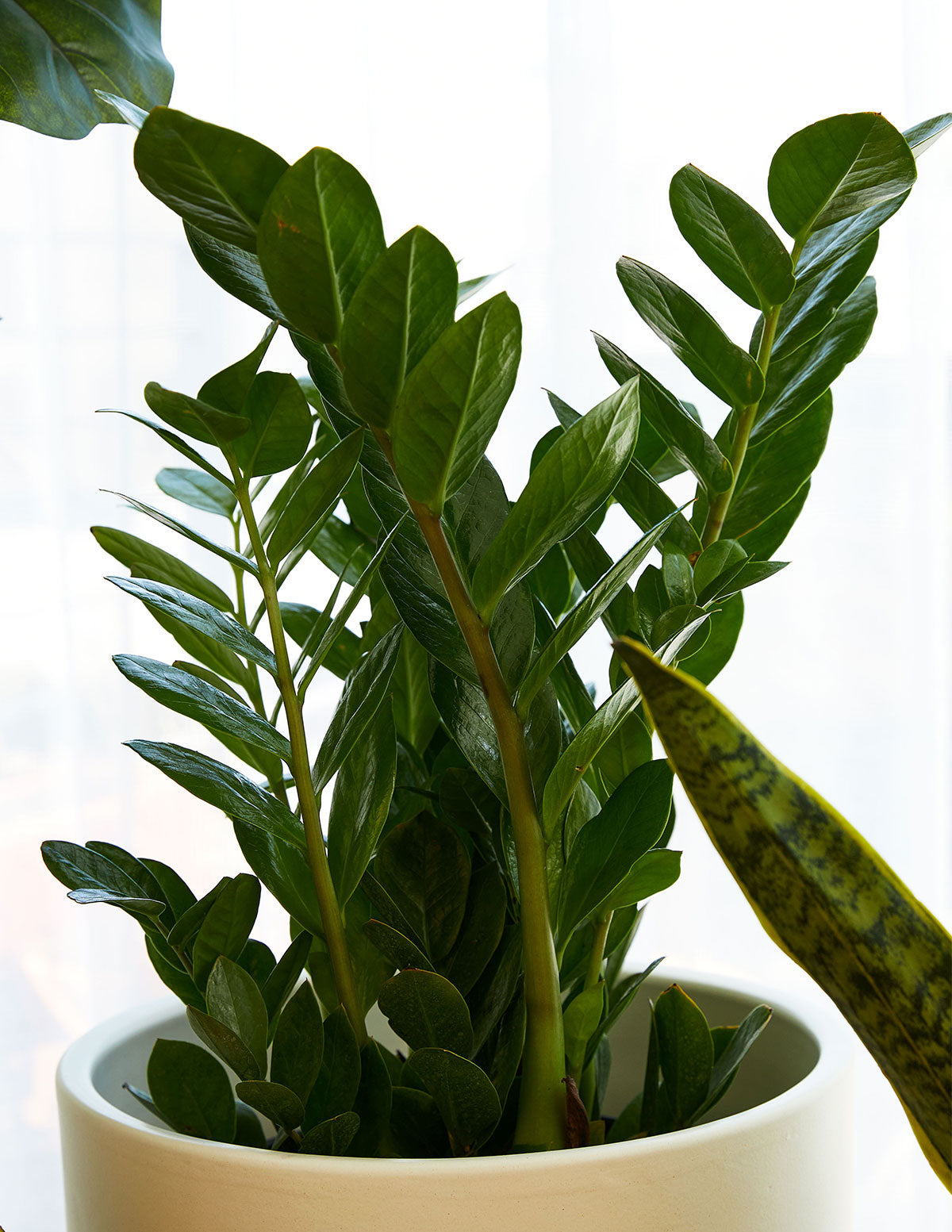 ZZ Plant | Low Light Plants & Houseplants Delivery | The Sill