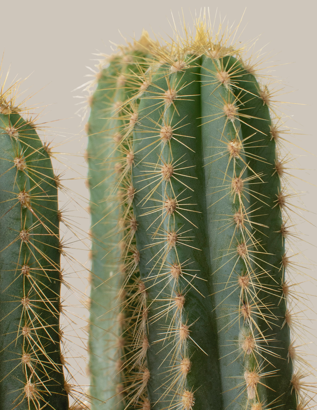 Column Cactus | Houseplants for Delivery | The Sill