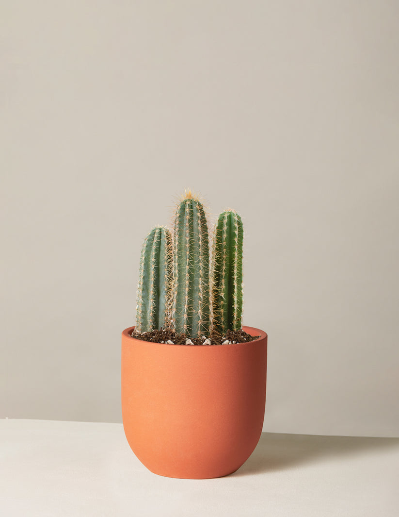 Column Cactus | Houseplants for Delivery | The Sill