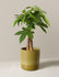Money Tree Plant | Tropical Indoor Plants & Houseplants for Delivery ...