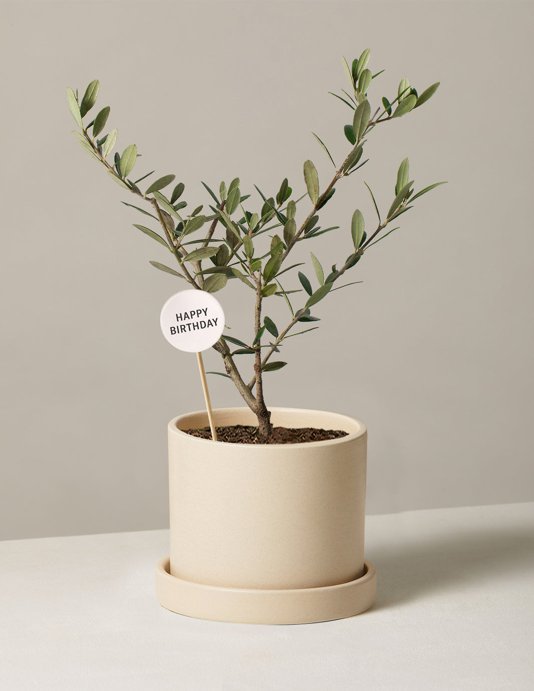 Best Plants for Home & Corporate Offices | The Sill