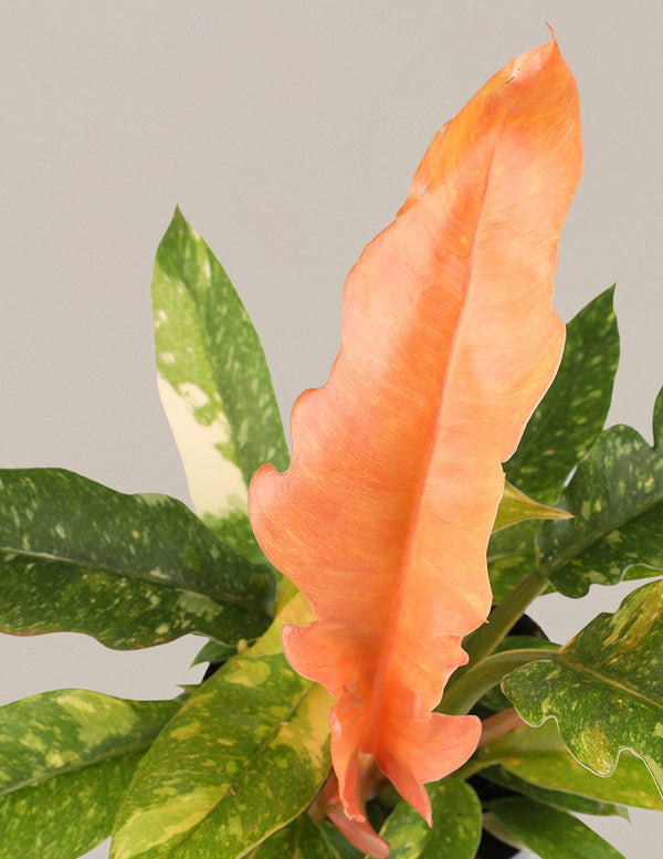 Philodendron Ring of Fire | Houseplants for Delivery | The Sill