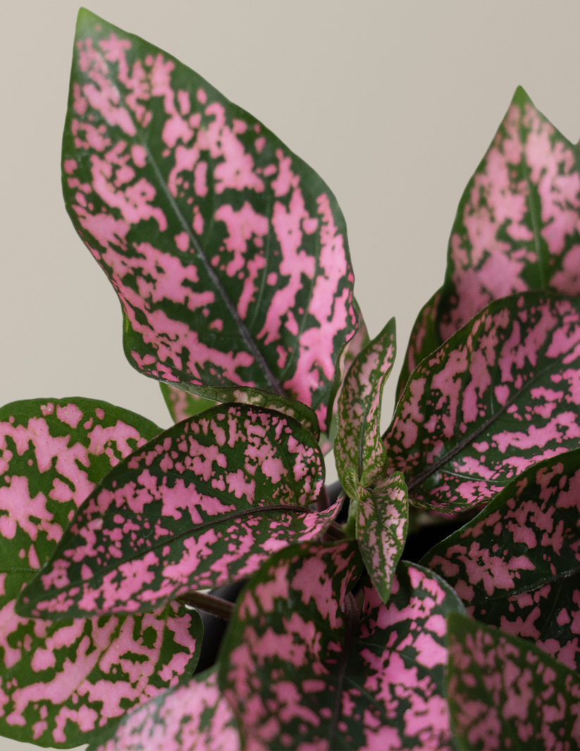 Pink Polka Dot Plant | Indoor Houseplants for Delivery | The Sill