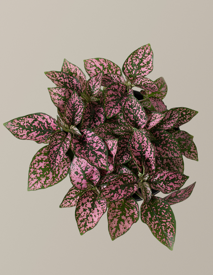 Pink Polka Dot Plant | Indoor Houseplants for Delivery | The Sill
