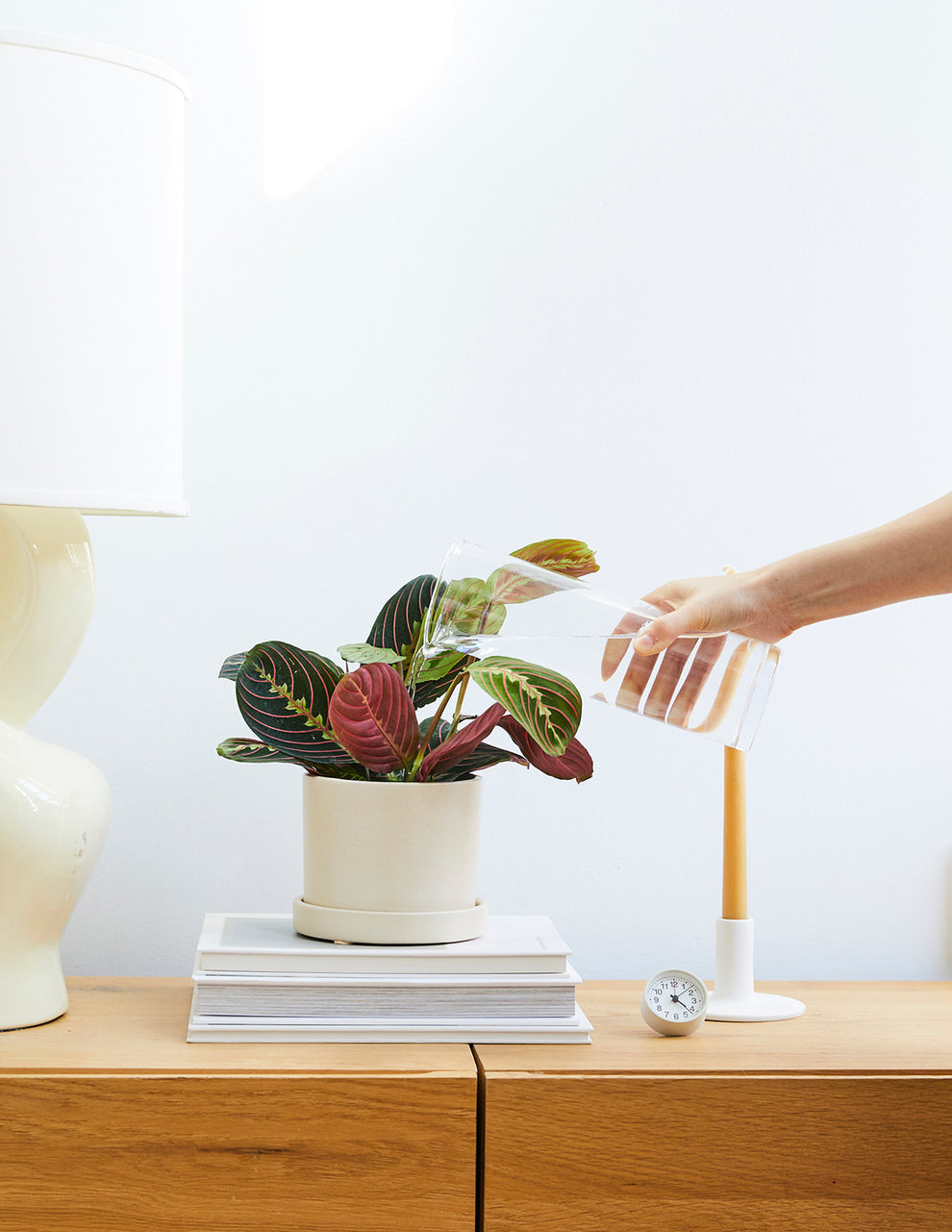 Maranta Red Prayer Plant | Houseplants Safe for Pets Delivery | The Sill