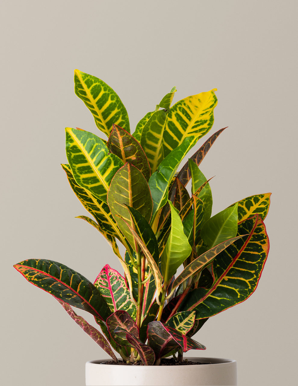Croton Petra | Colorful Tropical Houseplant | The Sill
