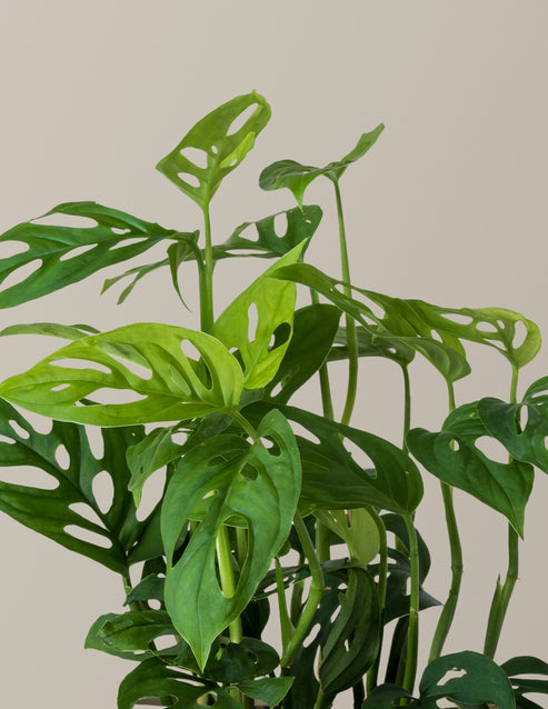 Monstera Esqueleto Skeleton Plant | Tropical Indoor Plants ...