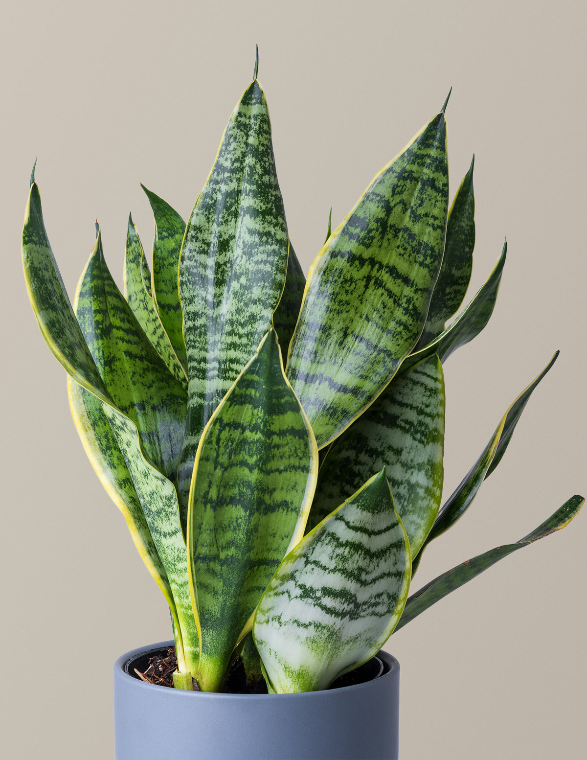 Snake Plant Futura Superba | Low Light Plants & Houseplants Delivery ...