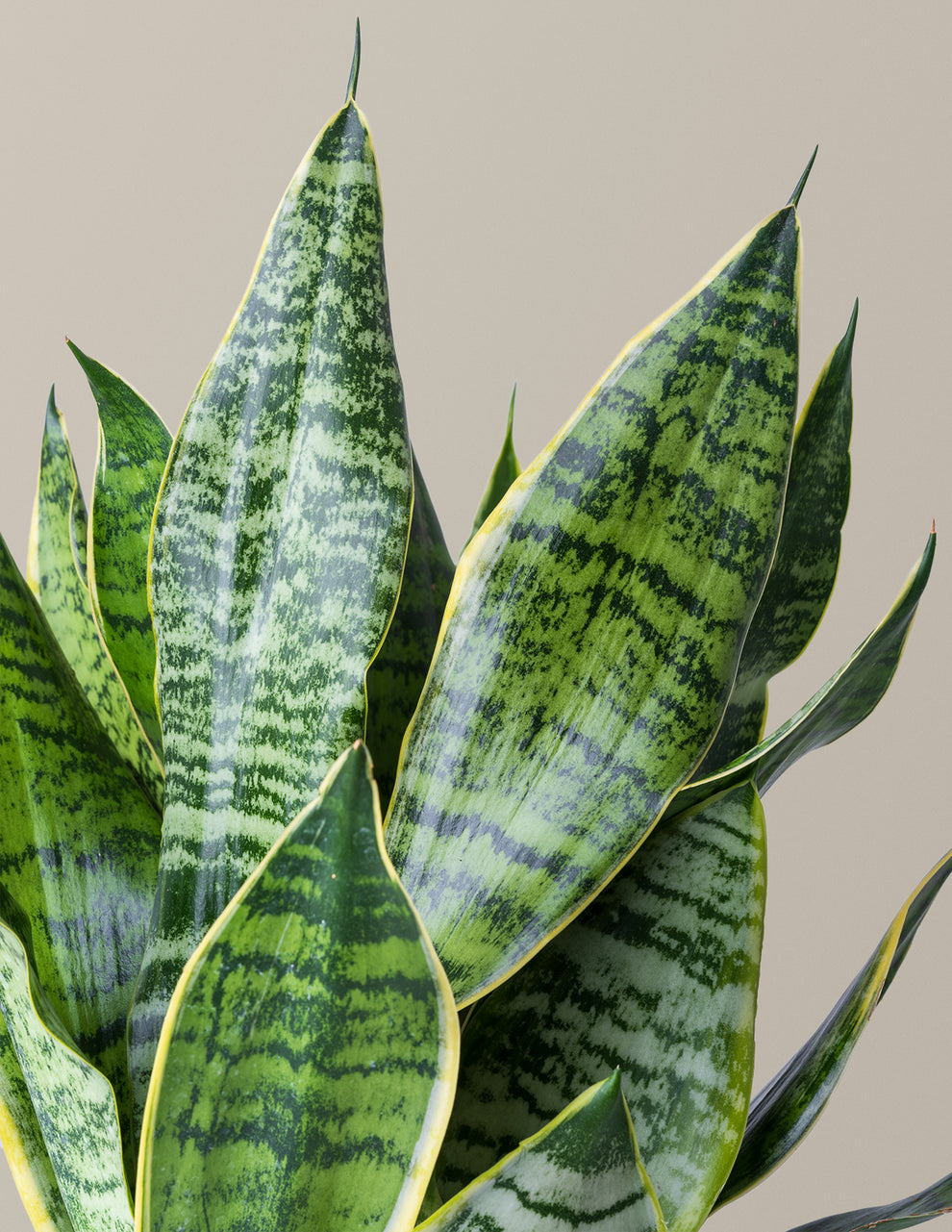 Snake Plant Futura Superba | Low Light Plants & Houseplants Delivery ...