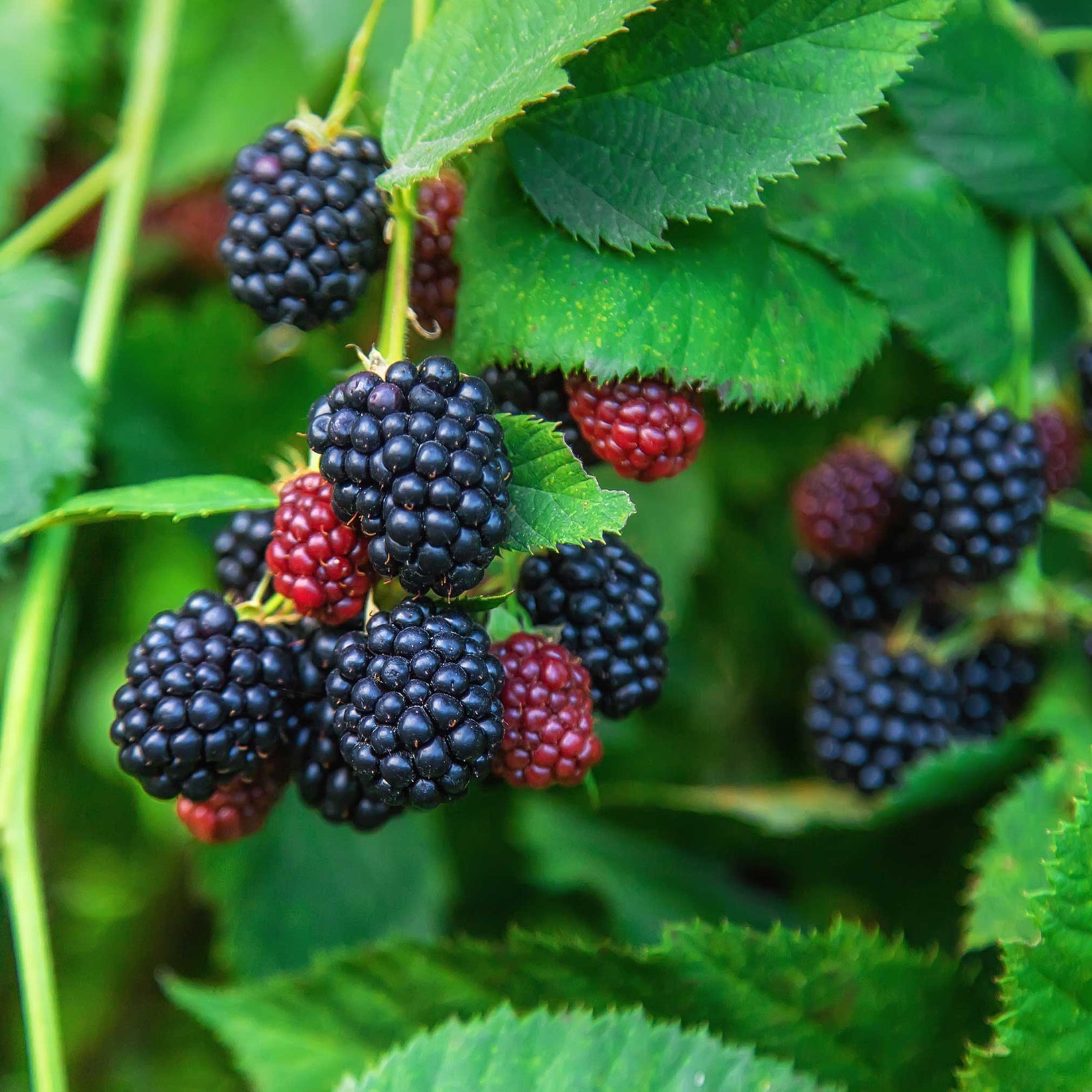 Thornless Blackberry Bush for Sale: Enjoy Abundant, Juicy Berries ...