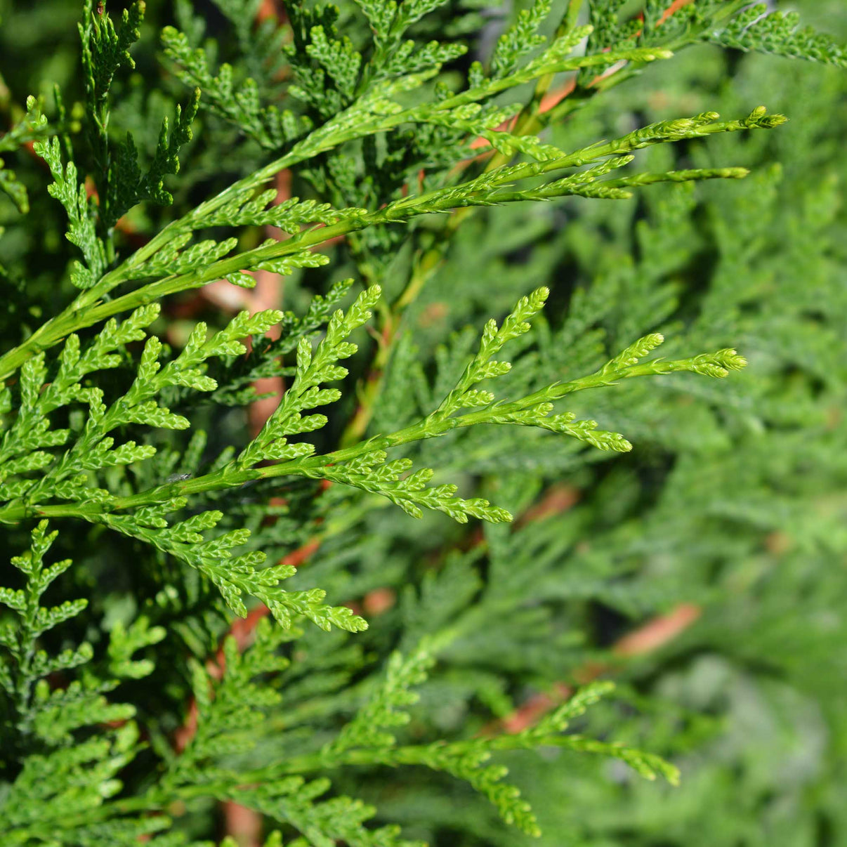 Thuja Green Giant for Sale: Transform Your Landscape with this Fast ...
