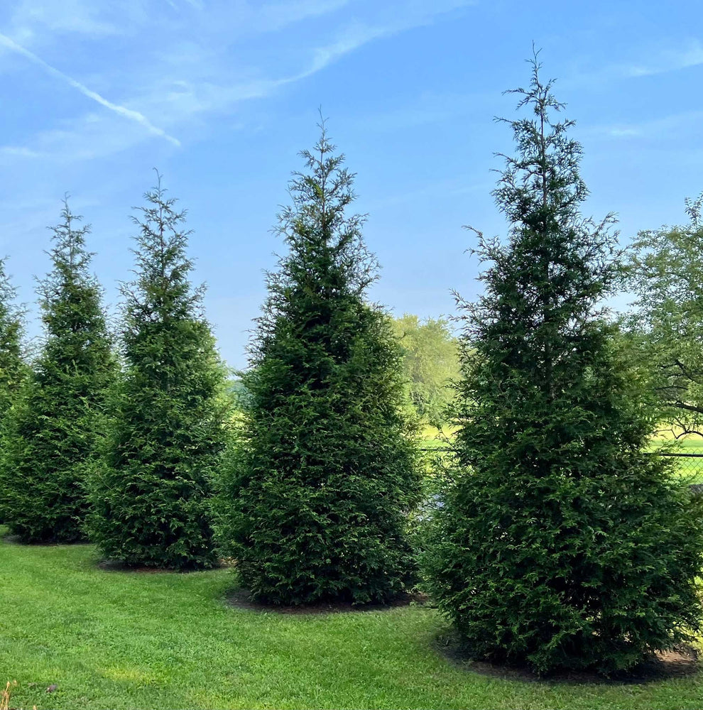Thuja Green Giant for Sale: Transform Your Landscape with this Fast ...