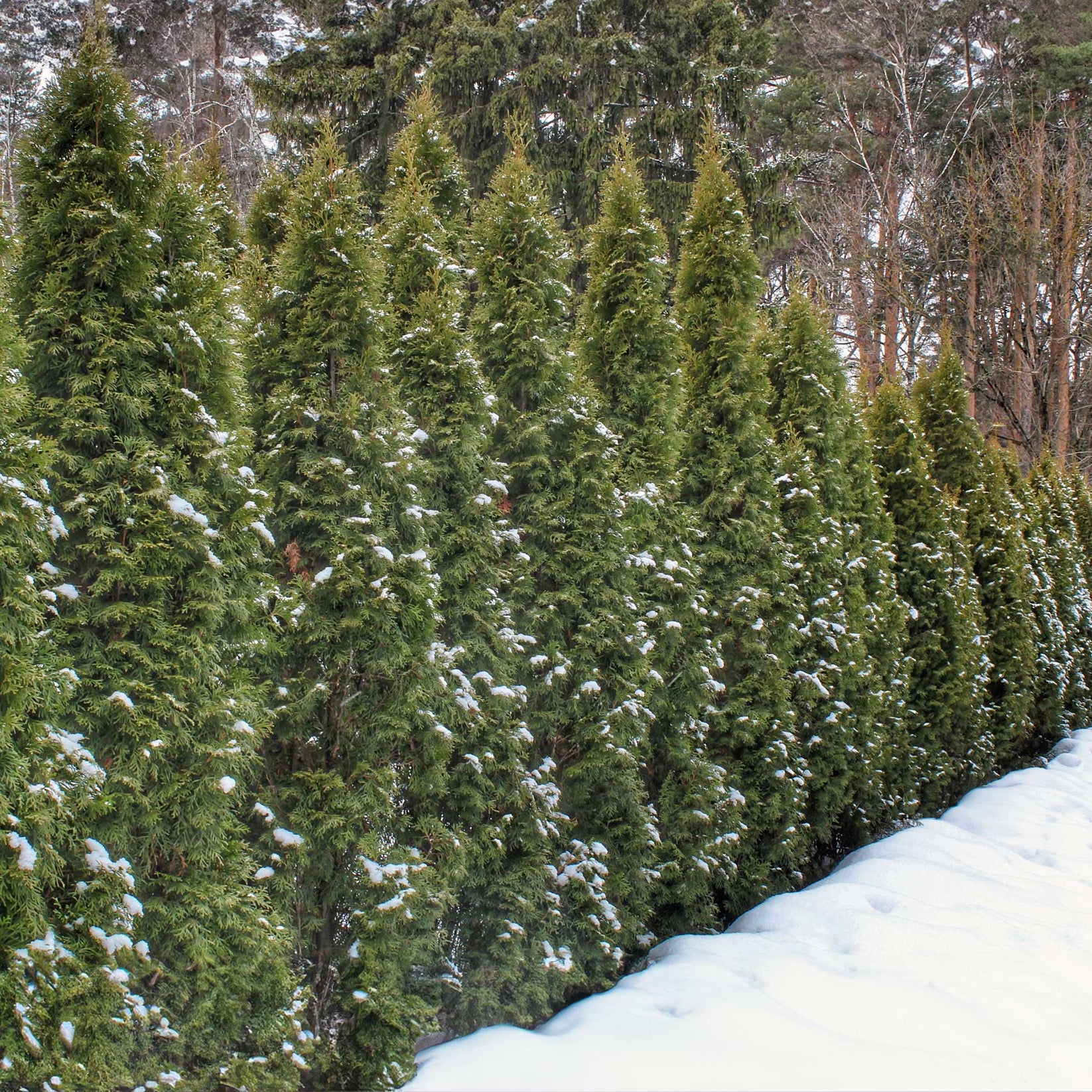 Thuja Green Giant for Sale: Transform Your Landscape with this Fast ...