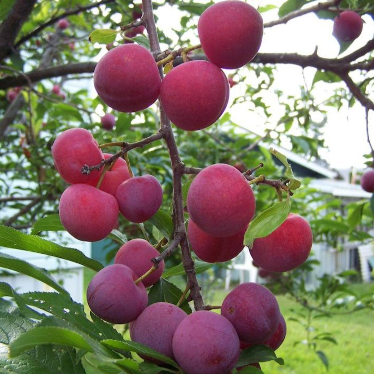Bubblegum 'Toka' Plum Tree | The Sill