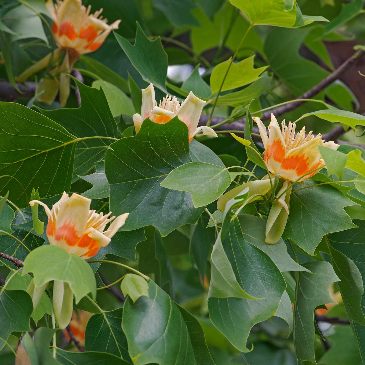 Tulip Poplar | The Sill