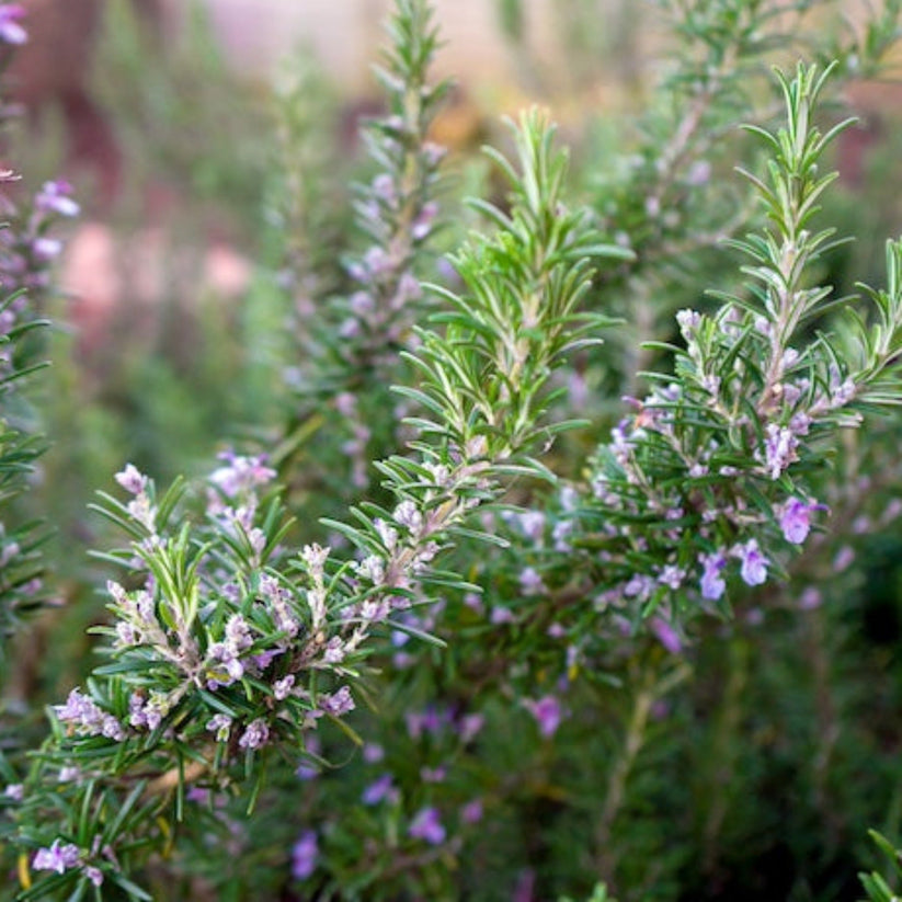 Tuscan Blue Rosemary | The Sill
