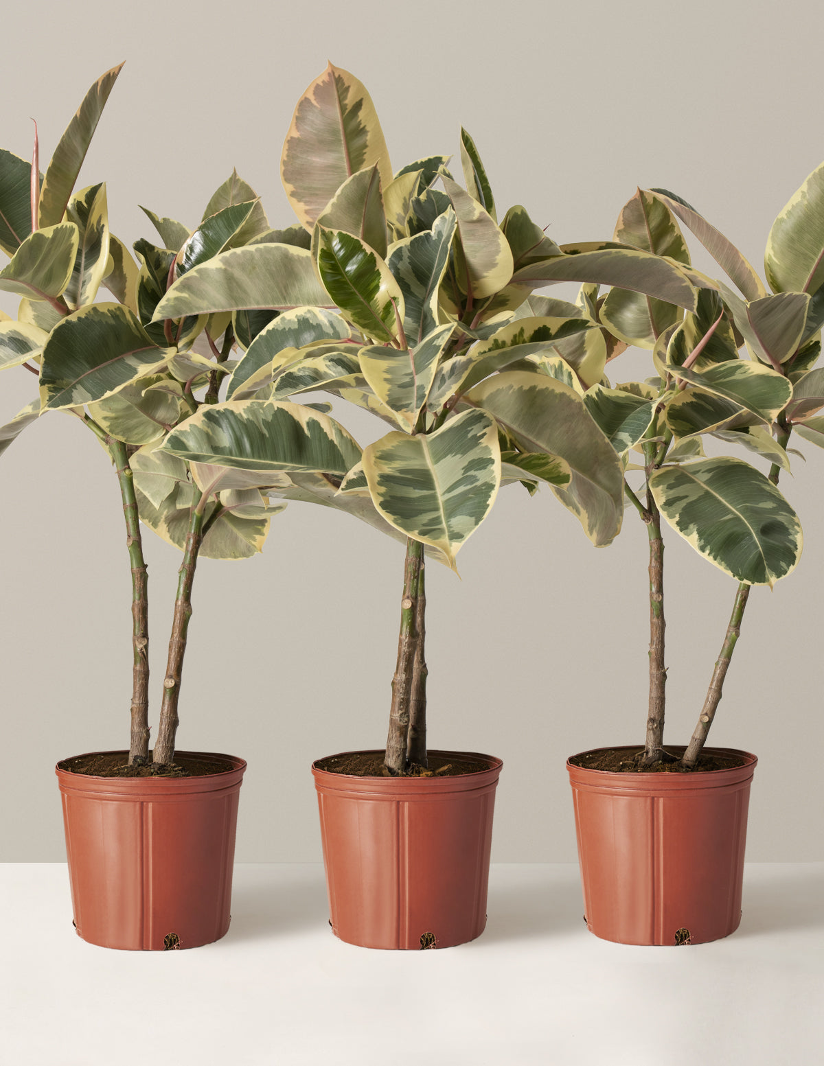 Large Ficus Tineke Tree | Indoor Plants for Delivery | The Sill