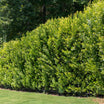 Southern Wax Myrtle | The Sill