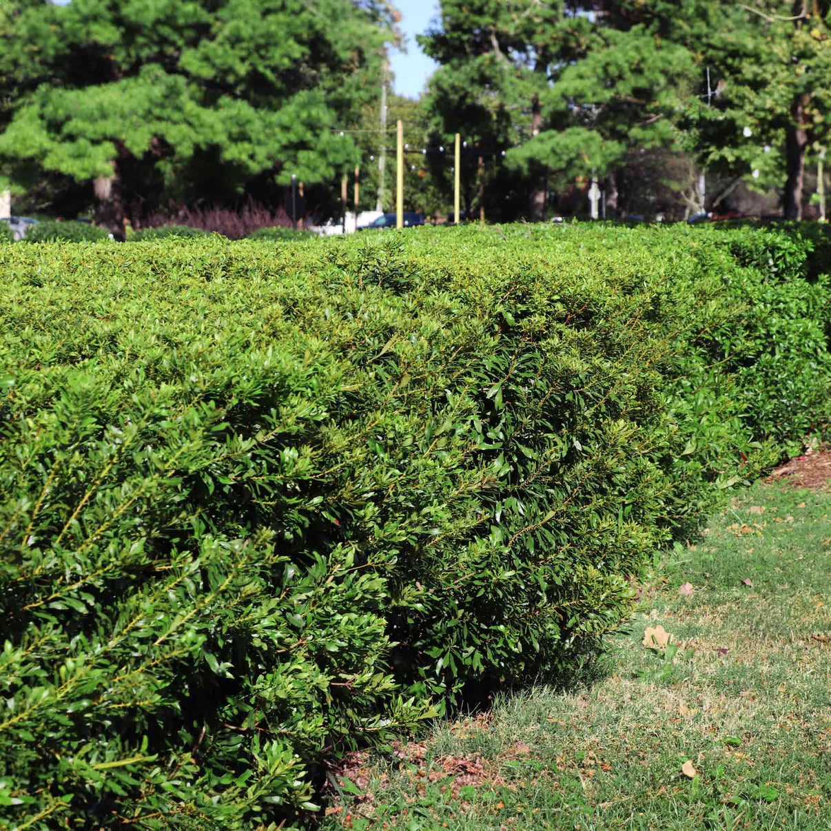 Southern Wax Myrtle | The Sill