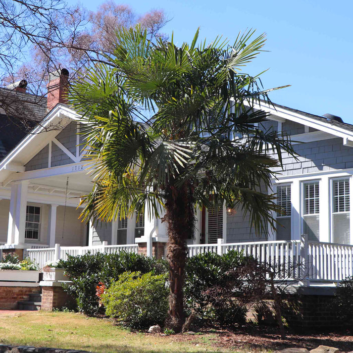 Windmill Palm Tree for Garden and Yard | The Sill