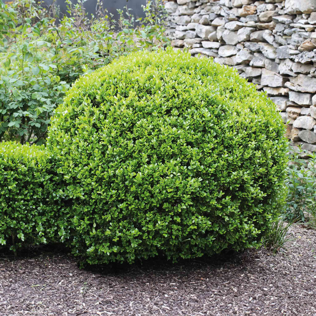 Winter Gem Boxwood | The Sill