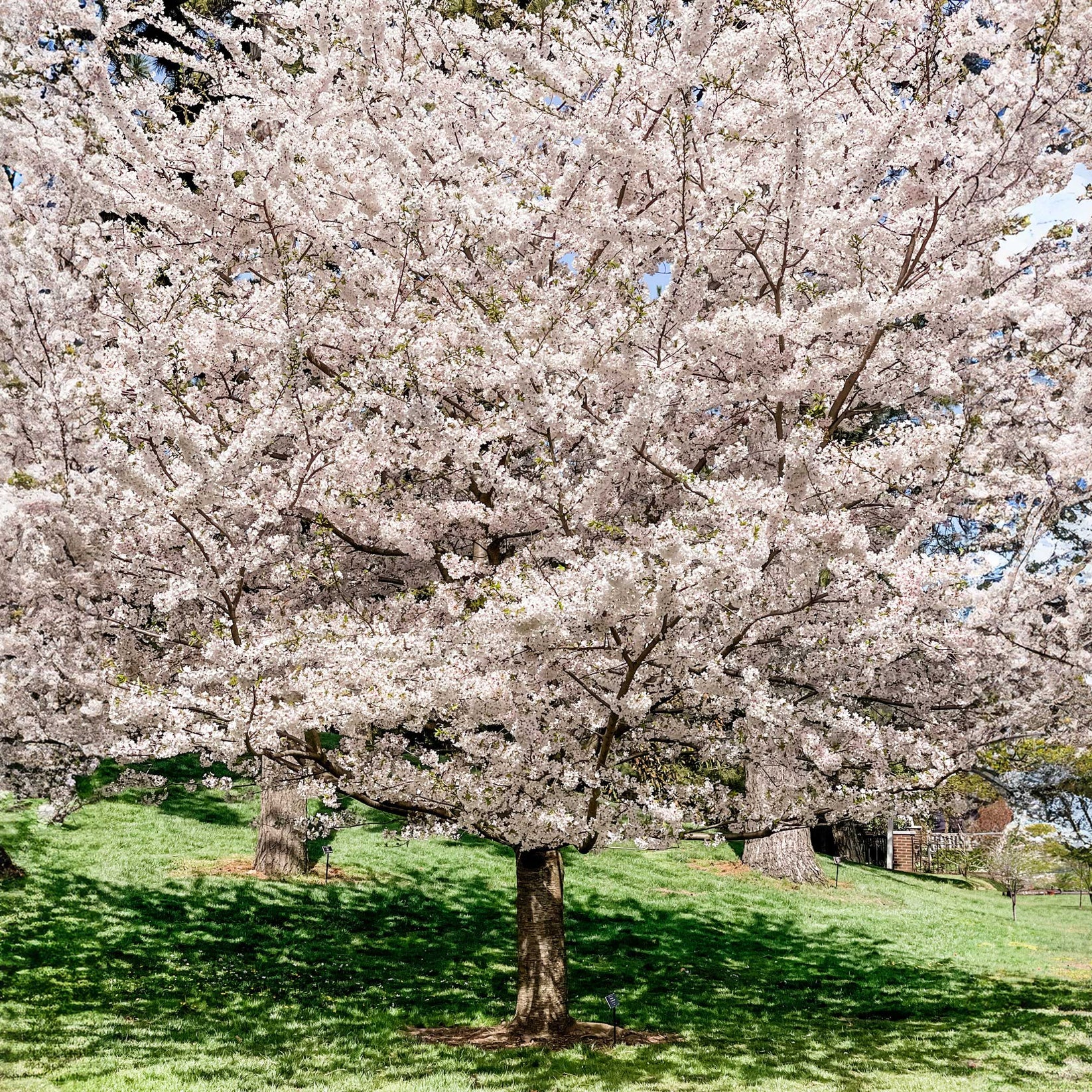 Yoshino Flowering Cherry Tree for Sale: Experience the Ethereal Beauty ...