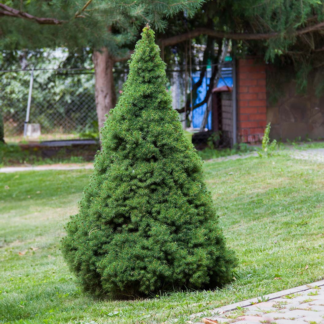 Dwarf Alberta Spruce | The Sill