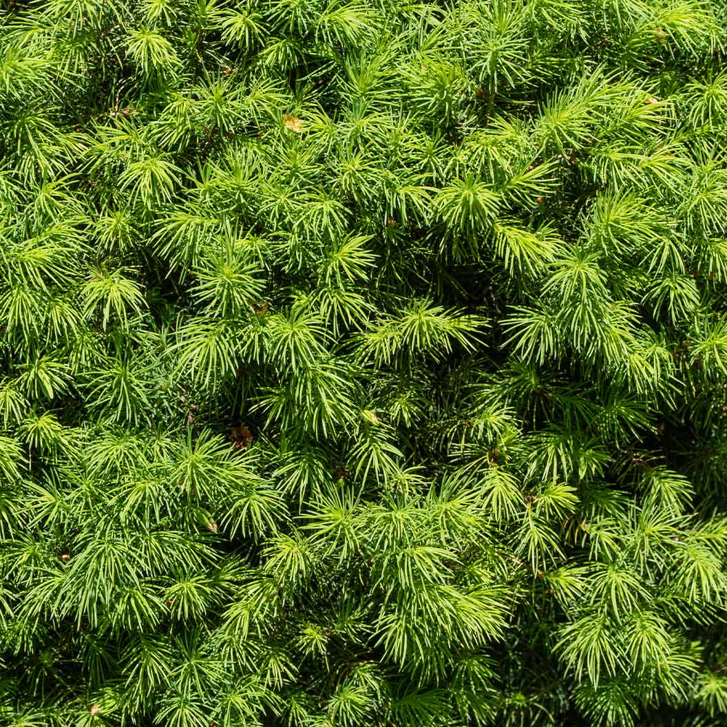 Dwarf Alberta Spruce | The Sill