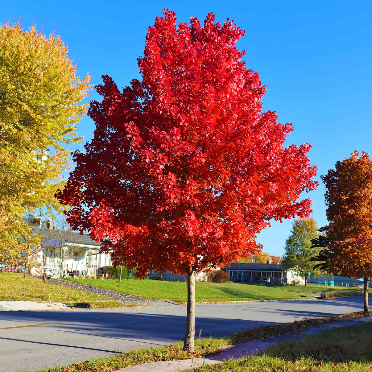Autumn Blaze® Red Maple Tree | The Sill