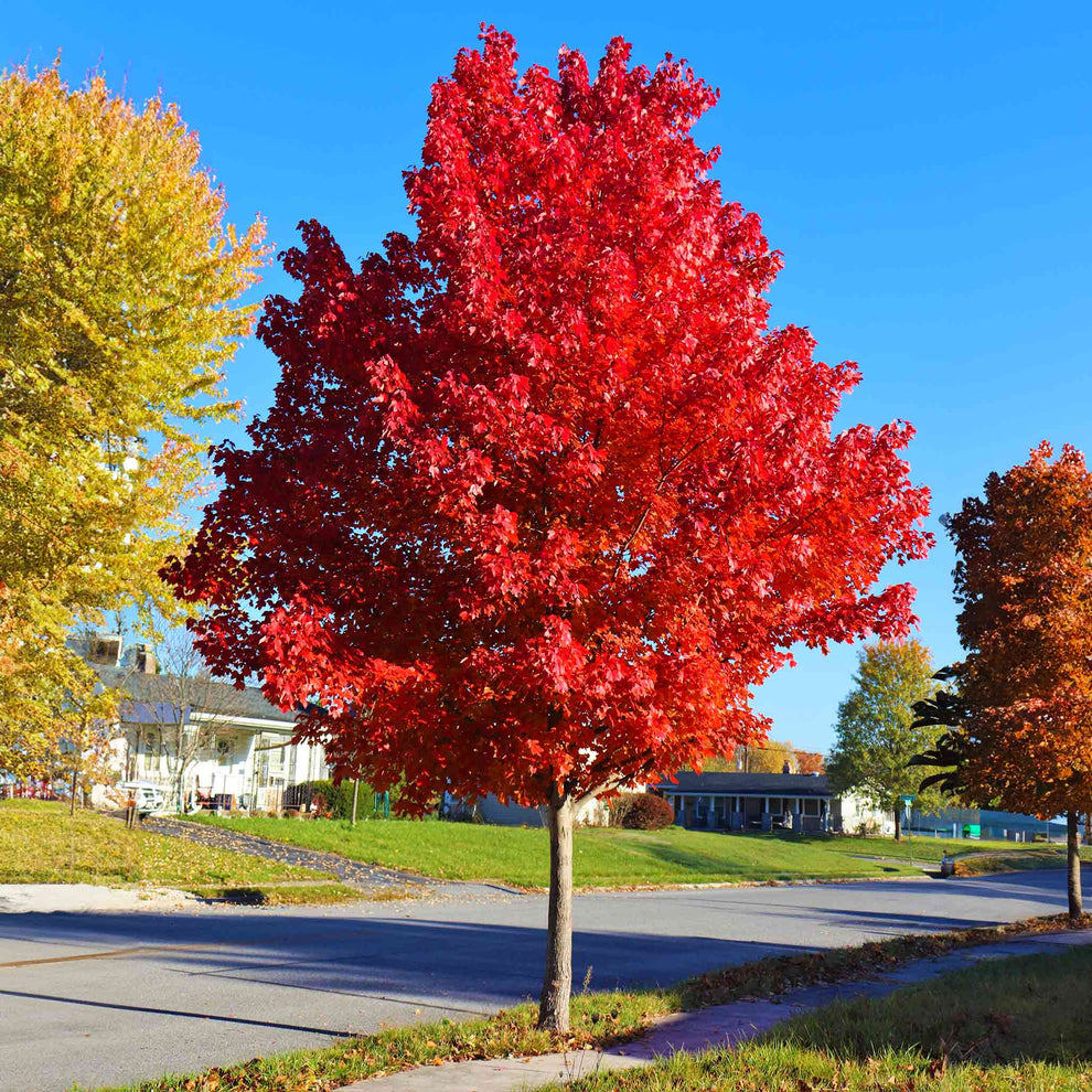Autumn Blaze® Red Maple Tree | The Sill