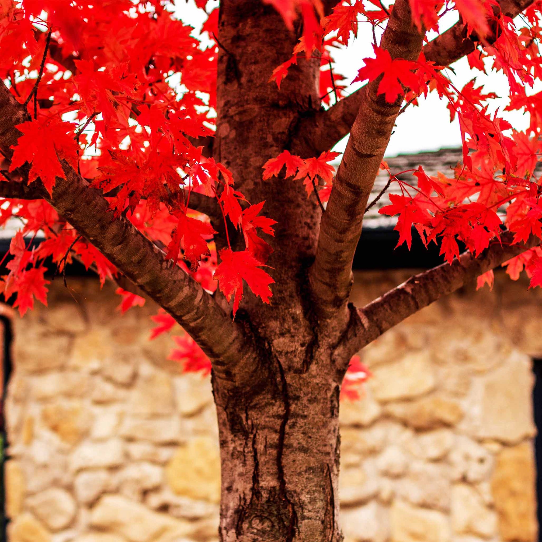 Autumn Blaze® Red Maple Tree | The Sill
